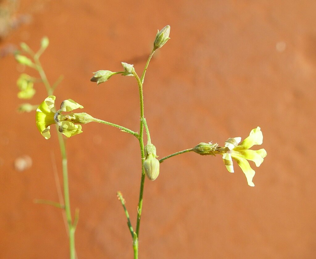 Goodenia tenuiloba from Yannarie WA 6710, Australia on May 9, 2004 by ...