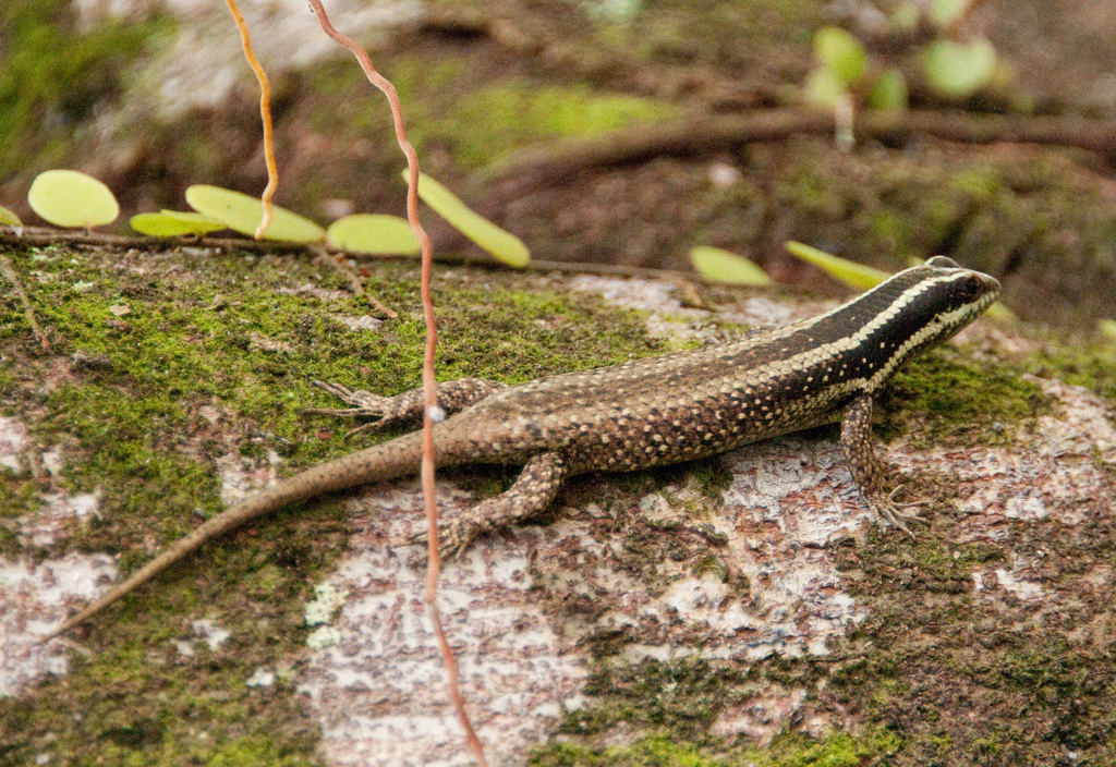 Borneo Skink from "Sepilok Nature Resort" on October 2, 2011 at 01:17 ...