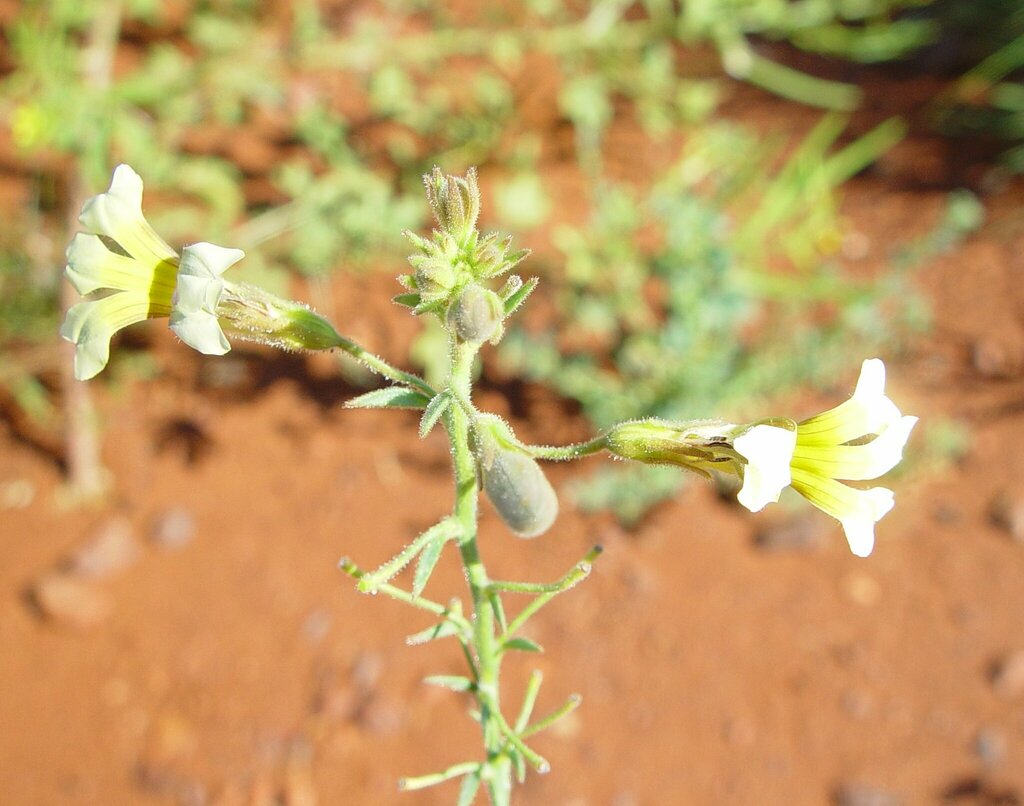 Goodenia forrestii from Mardie WA 6714, Australia on June 4, 2004 by ...