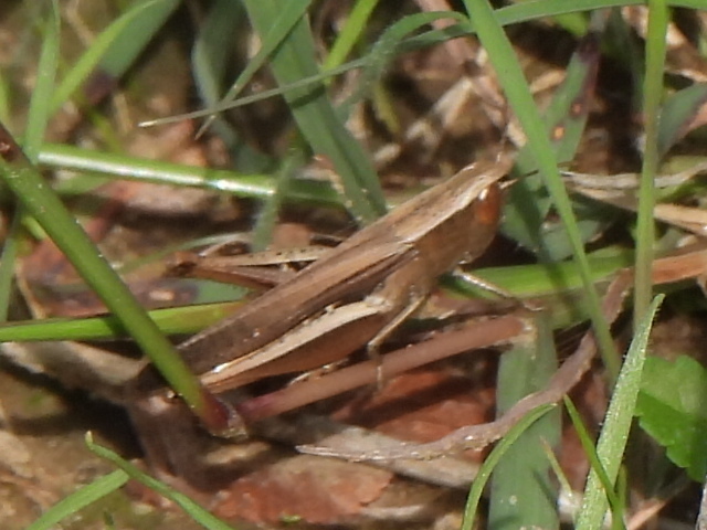 Brown Winter Grasshopper from Lee County, TX, USA on November 17, 2023 ...