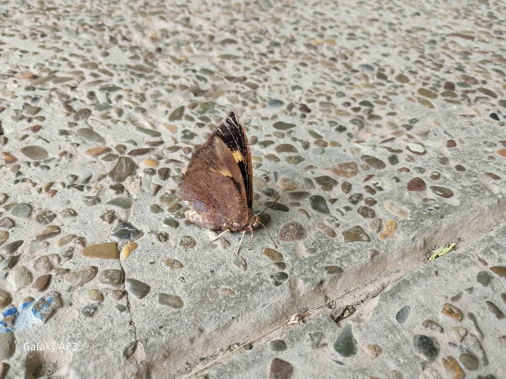 Liphyra grandis from Mimika, ID-PA, ID on November 18, 2023 by alfian14 ...