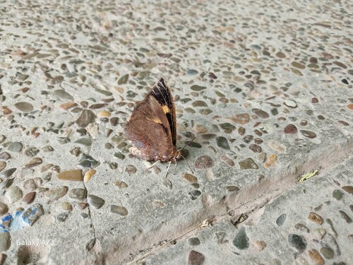 Liphyra grandis · Naturalista Costa Rica