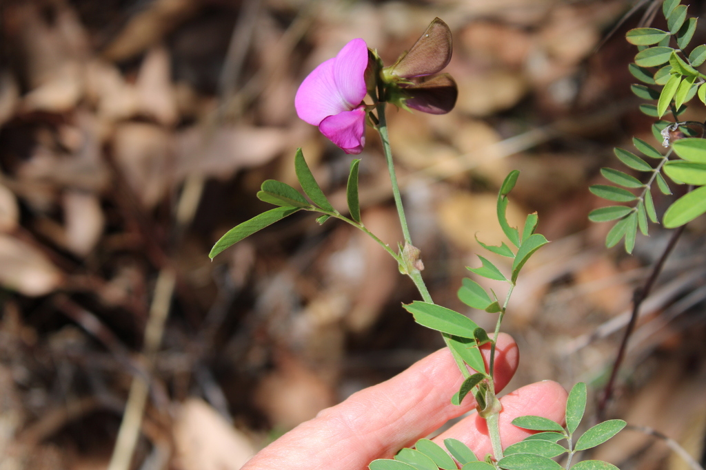 Faboideae from Paradise Drive East, Smiths Lake NSW 2428, Australia on November 18, 2023 at 09: ...