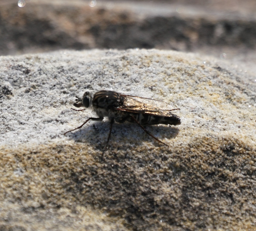 Flower-loving Flies from Blue Mountains Nat'l Park NSW 2787, Australia ...