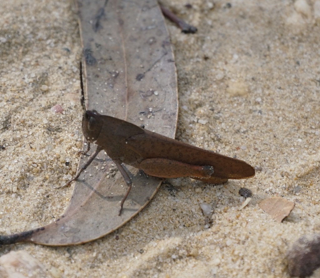 Common Gumleaf Grasshopper from Lockley Pylon Walking Track, Blue ...