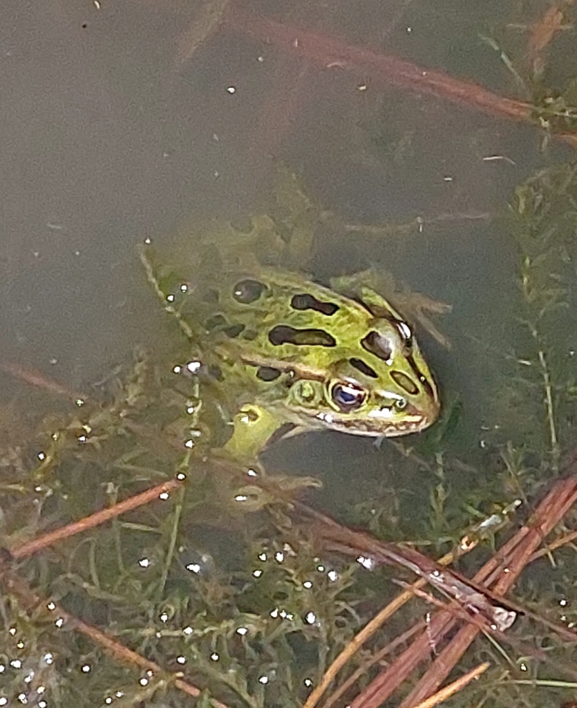 Northern Leopard Frog in November 2023 by Bridget McCall · iNaturalist