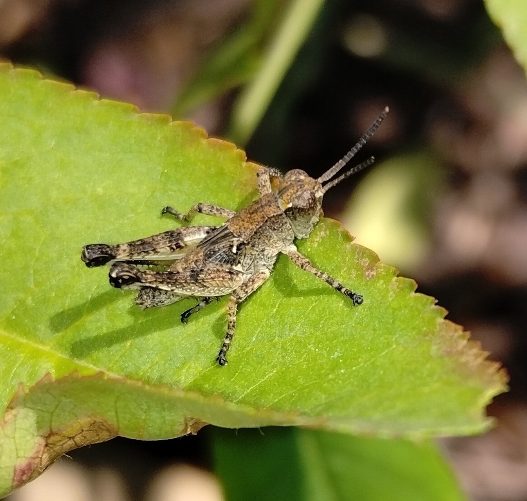 Wingless Grasshopper in November 2023 by lewneon · iNaturalist Australia
