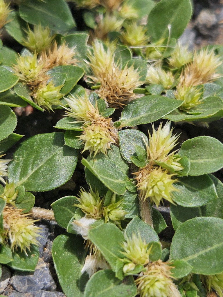 creeping chaffweed from Wyreema QLD 4352, Australia on November 17 ...