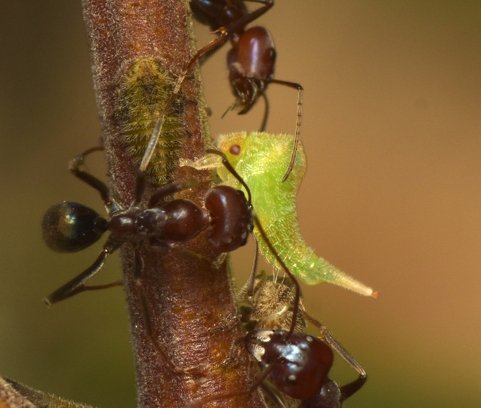 Southern Meat Ant from Black Mountain Nature Reserve, Canberra Central ...