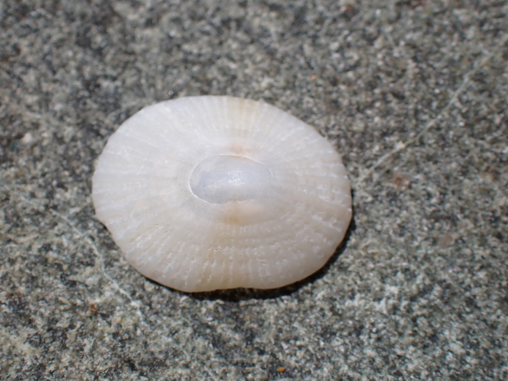 Cap-shaped False Limpet from Coffs Harbour, NSW, Australia on November ...