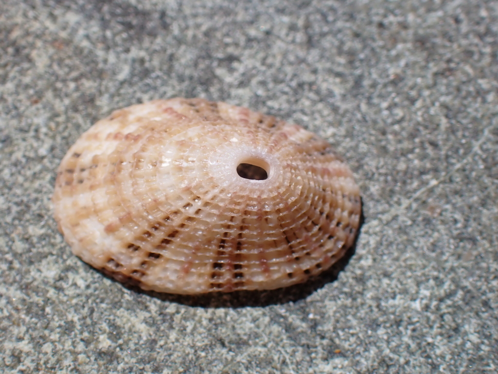 Diodora lineata from Coffs Harbour, NSW, Australia on November 18, 2023 ...