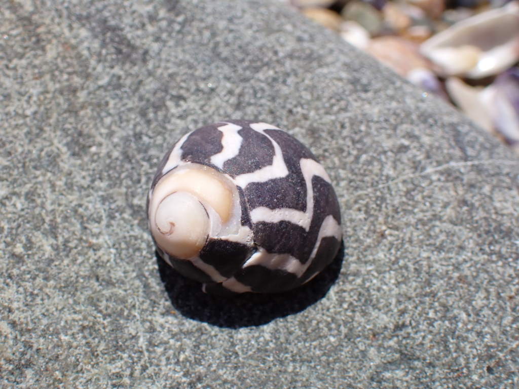 Zebra Top Snail from Coffs Harbour, NSW, Australia on November 18, 2023 ...