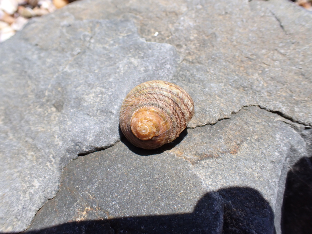 Common Warrener from Coffs Harbour, NSW, Australia on November 18, 2023 ...