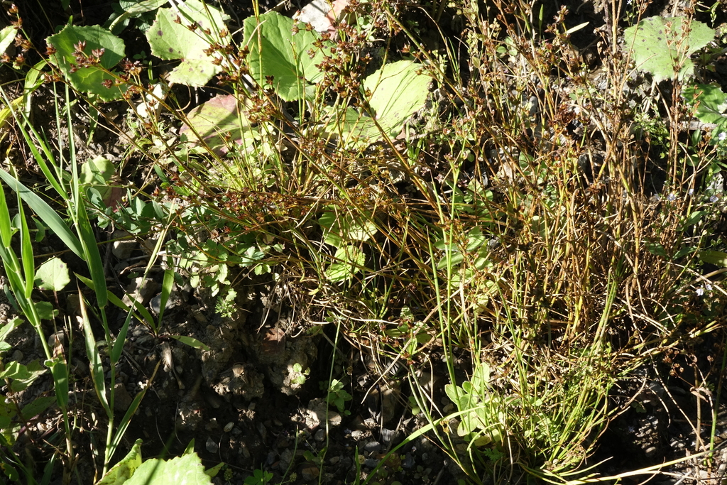 rushes from Russia, Republic of Dagestan, Tsunta District, a tiny ...