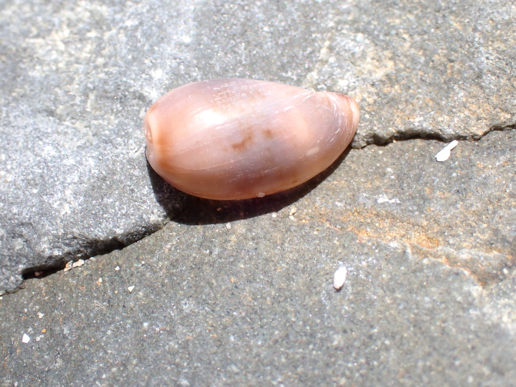graceful cowrie from Coffs Harbour, NSW, Australia on November 18, 2023 ...
