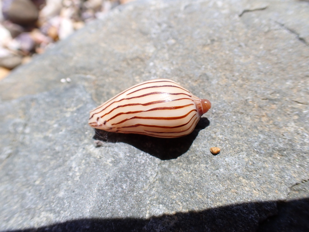 Zebra Volute from Coffs Harbour, NSW, Australia on November 18, 2023 at ...