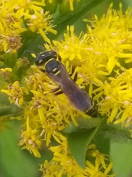 Beewolves in October 2023 by Pam Phillips. On Goldenrod · iNaturalist