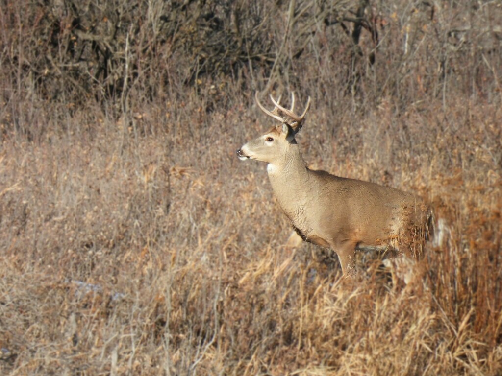 White-tailed Deer from Southeast Calgary, Calgary, AB, Canada on ...