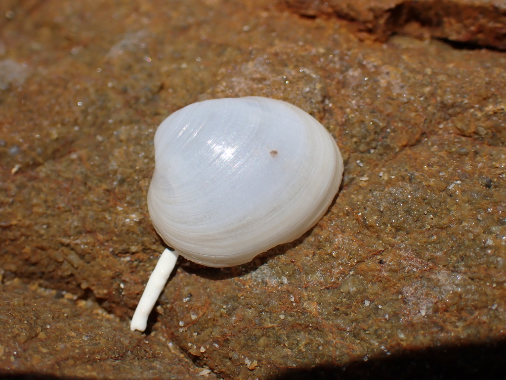Scintillula solida from Coffs Harbour, NSW, Australia on November 18 ...
