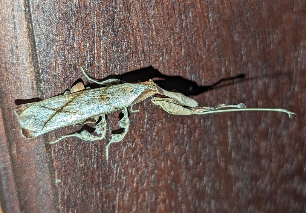 Common Ghost Mantis from Ngamiland North, Botswana on November 18, 2023 ...