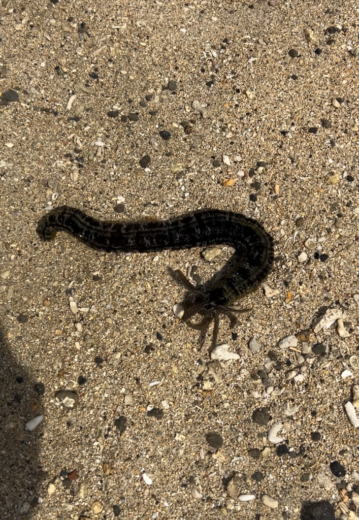 Synaptidae from Pulau Bali, Denpasar, Bali, ID on November 18, 2023 at ...