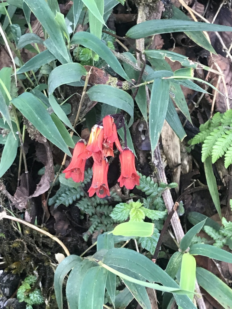 Bomarea from Baños, EC-TU, EC on November 17, 2023 at 12:03 PM by Ileana Herrera · iNaturalist