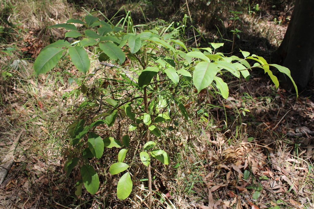 celery wood from Paradise Drive East, Smiths Lake NSW 2428, Australia on November 18, 2023 at 10 ...