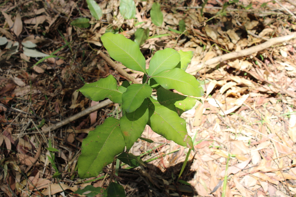 Notelaea longifolia from Paradise Drive East, Smiths Lake NSW 2428 ...