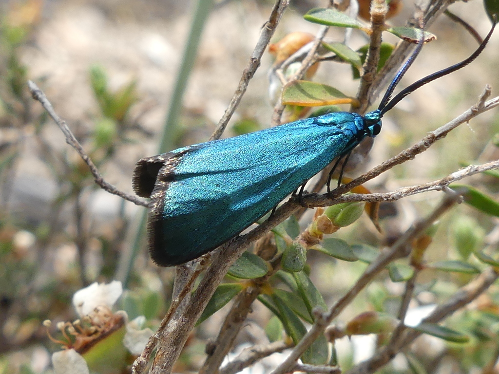 Forester Moths from Little Desert VIC 3418, Australia on November 11 ...