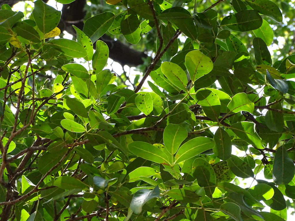 Pink poui from Durban Botanical Gardens on November 11, 2023 at 11:34 ...