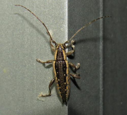 Sybra centurio · iNaturalist