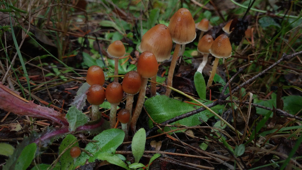 Psilocybe pelliculosa in October 2018 by James Conway · iNaturalist