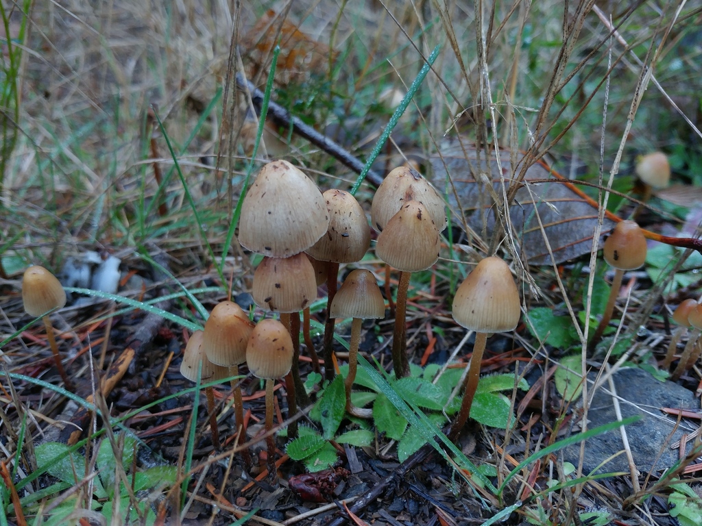 Psilocybe pelliculosa in November 2018 by James Conway · iNaturalist