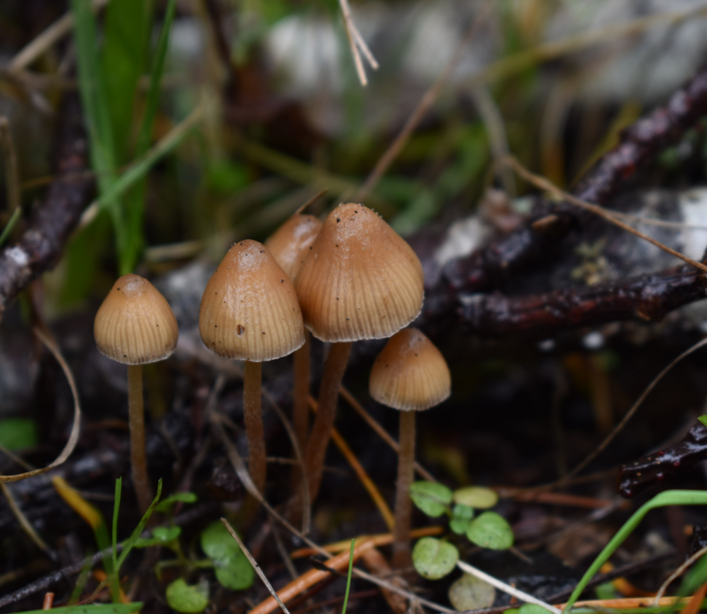 Psilocybe pelliculosa in November 2019 by James Conway · iNaturalist