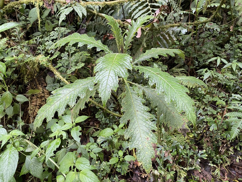 flowering plants from Metropolitan District of Quito, Ecuador on June ...