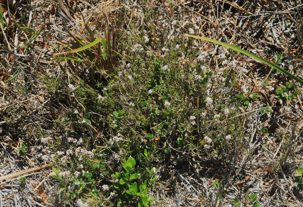 common beard-heath from Central Coast NSW, Australia on October 9, 2023 ...