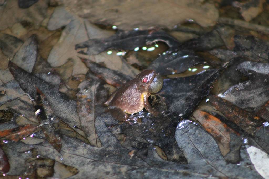 Spring Peeper from Cumberland County, VA, USA on March 23, 2019 at 07: ...