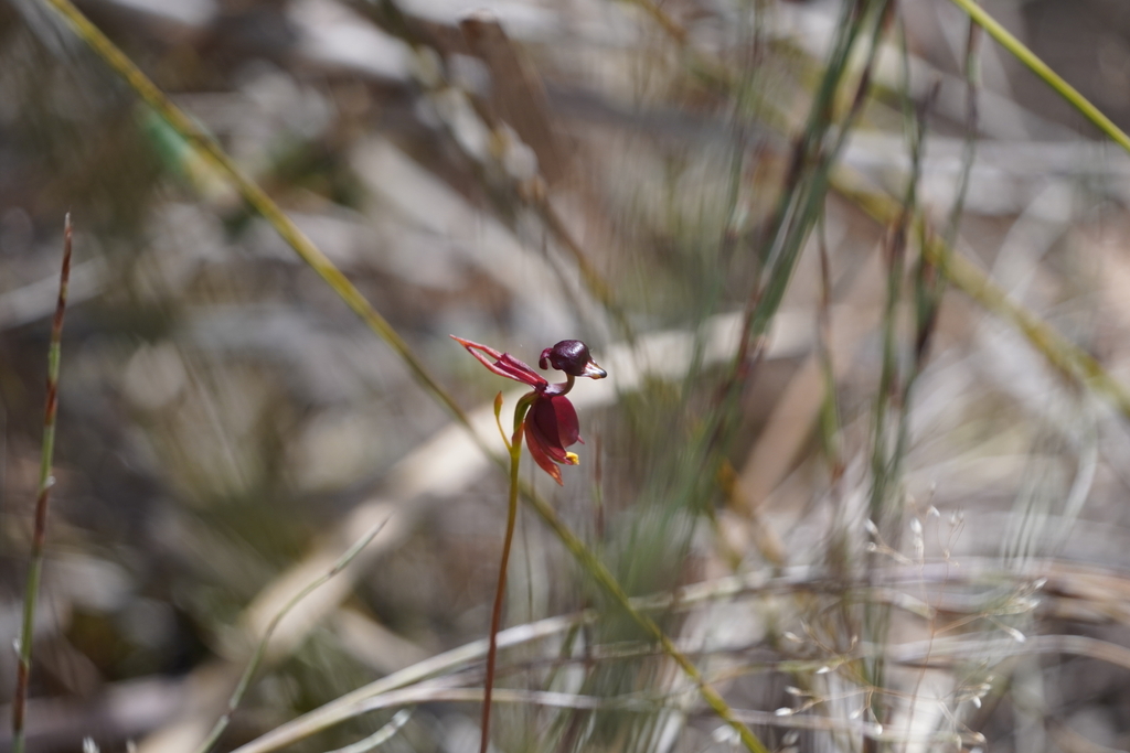 Large Flying Duck Orchid in November 2023 by patrickwhite57 · iNaturalist