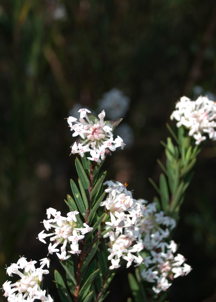 Queen of the Bush from Blue Mountains Nat'l Park NSW 2787, Australia on ...