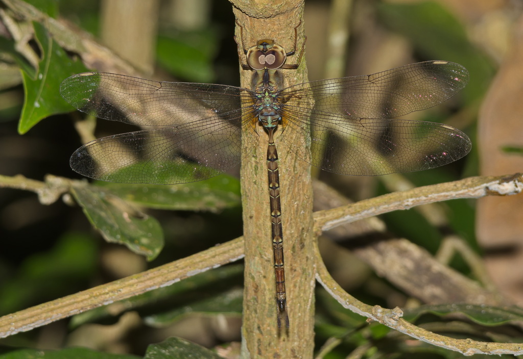 Dingy Duskhawker from Nai Mueang, Wiang Kao District, Khon Kaen 40150 ...