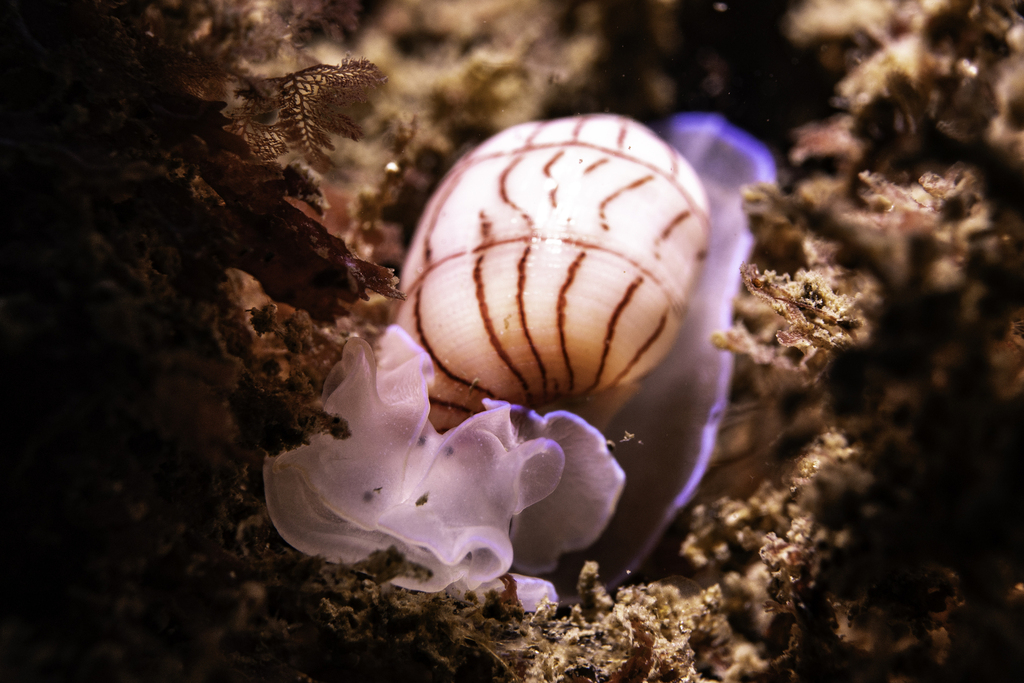 Red-lined Bubble Snail from Bare Island, New South Wales, Australia on ...