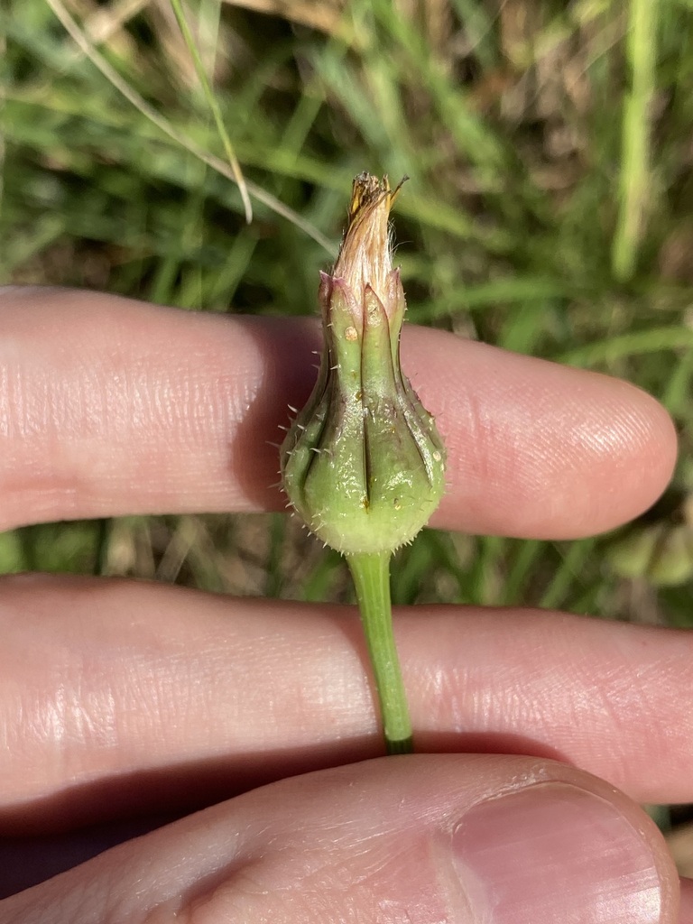 False Hawkbit from Sydney NSW, Australia on November 18, 2023 at 04:31 ...