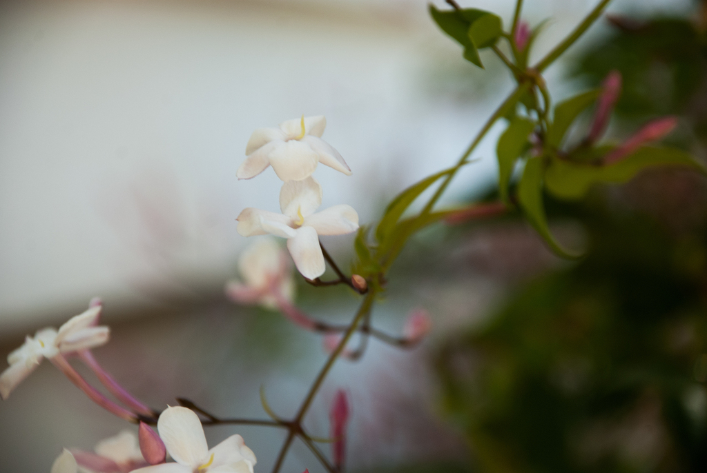 Pink jasmine from Blue Mountains NSW, Australia on October 5, 2014 at ...