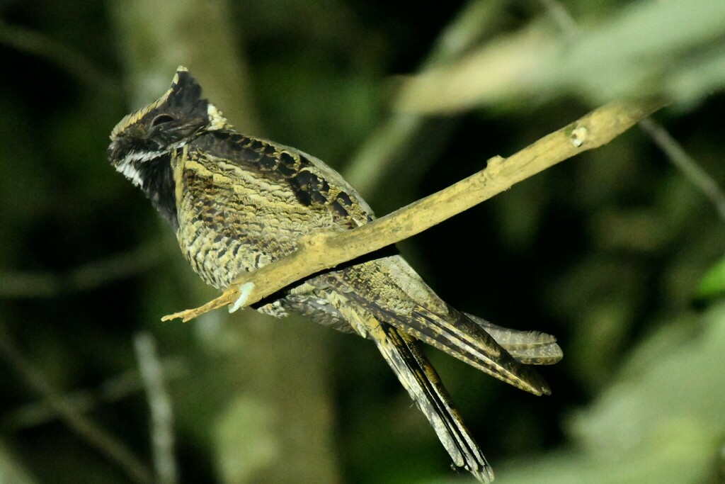 Lyncornis macrotis bourdilloni from Kavugumpilly(H Keerampara(P.O ...