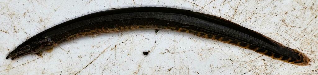 Longtail Spiny Eel from Kayonza, Rwanda on November 15, 2023 at 02:57 ...