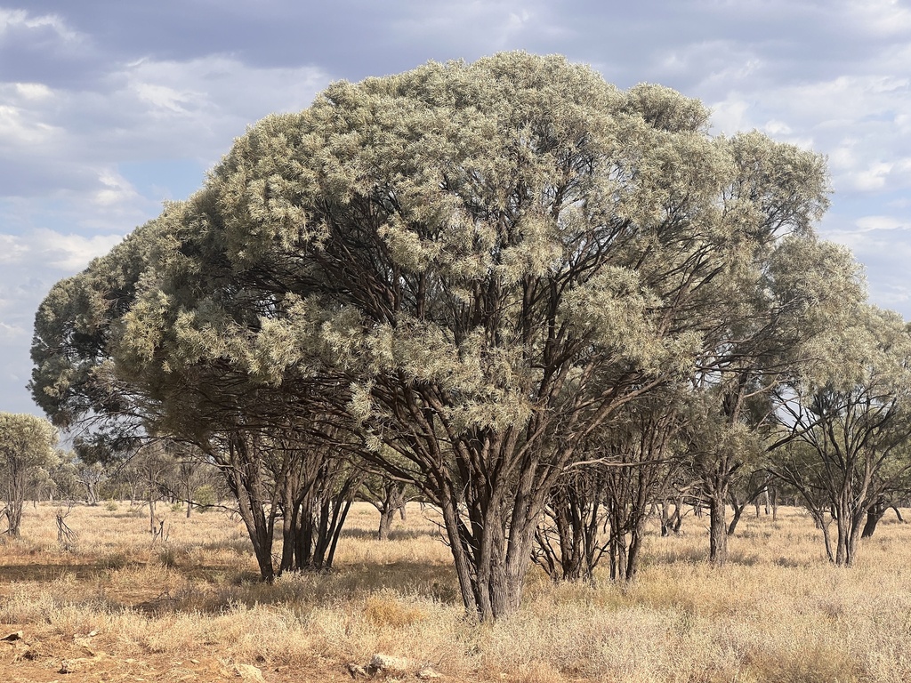 Mulga Acacia from Thomson Developmental Rd, Longreach, QLD, AU on ...
