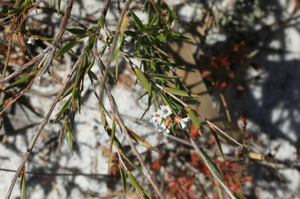 common beard-heath from Central Coast NSW, Australia on October 9, 2023 ...