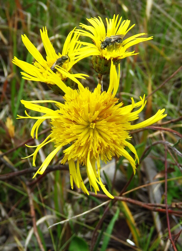Podolepis hieracioides from Gardens of Stone SCA, Lidsdale NSW 2790 ...