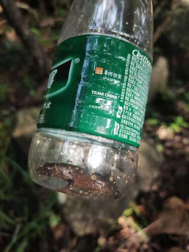 Observations by yanranxiang · iNaturalist