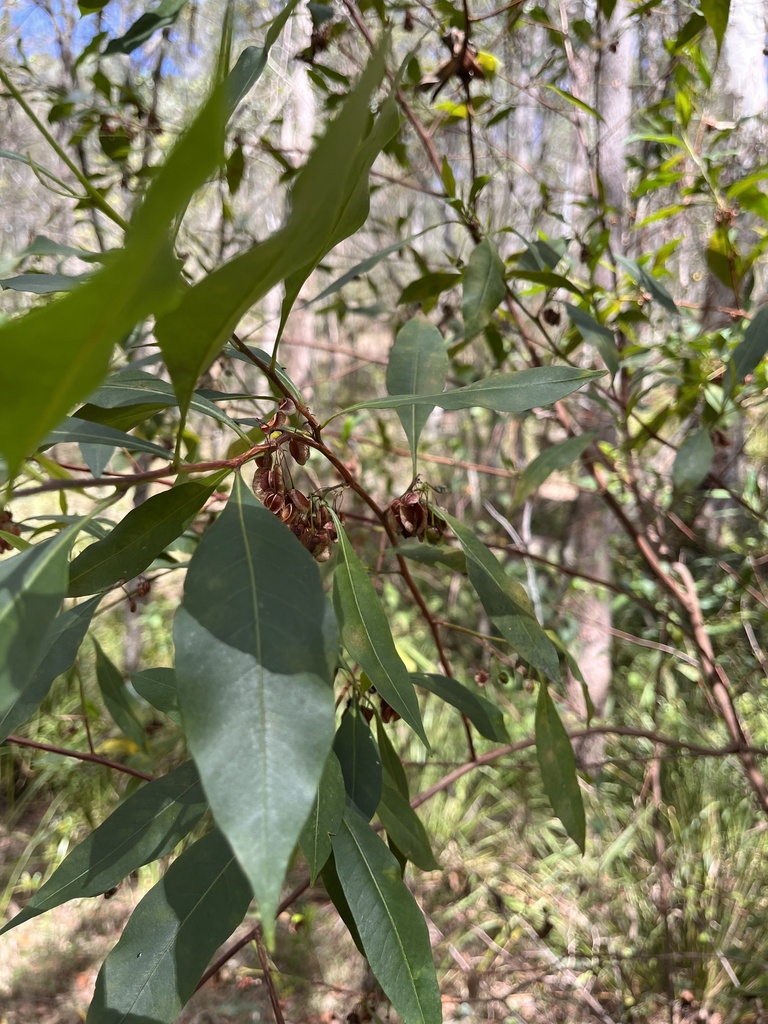 Common Hop Bush from Mt Coot-tha Forest, Mount Coot-Tha, QLD, AU on ...